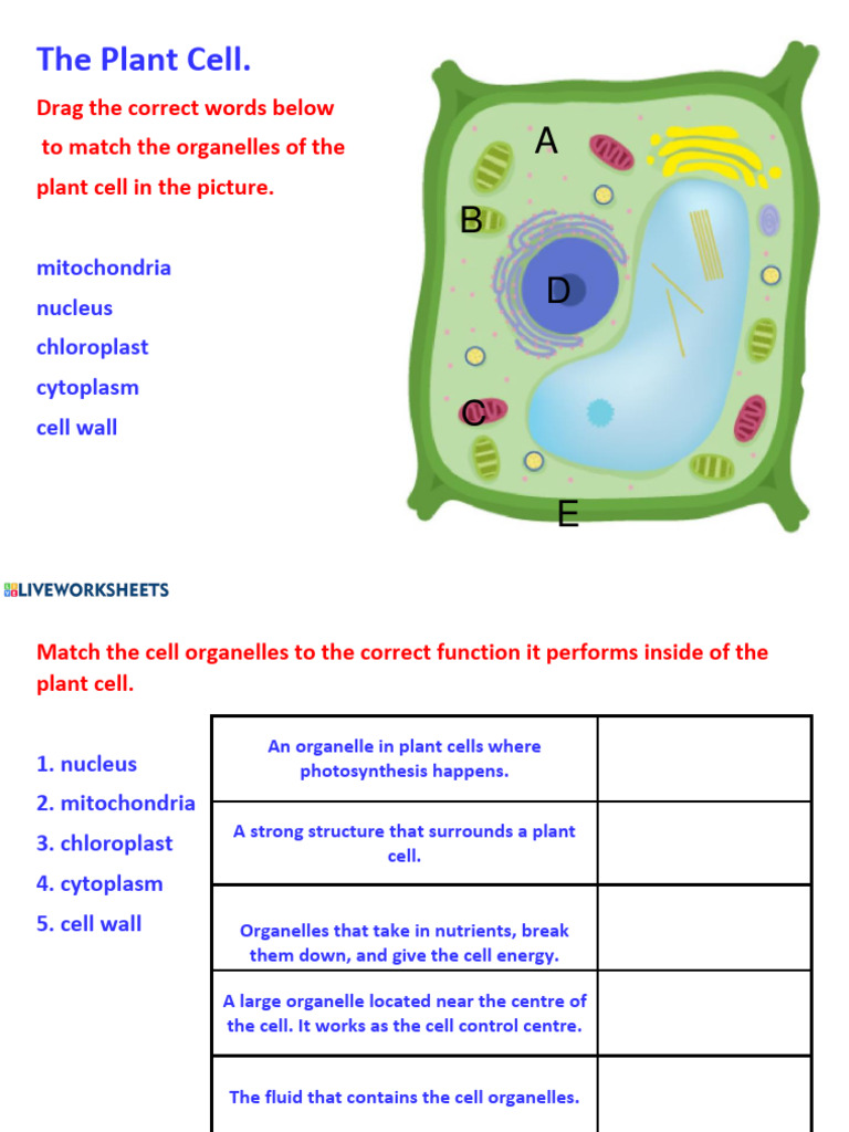 WS Labelling Plant Cell and The Function | PDF