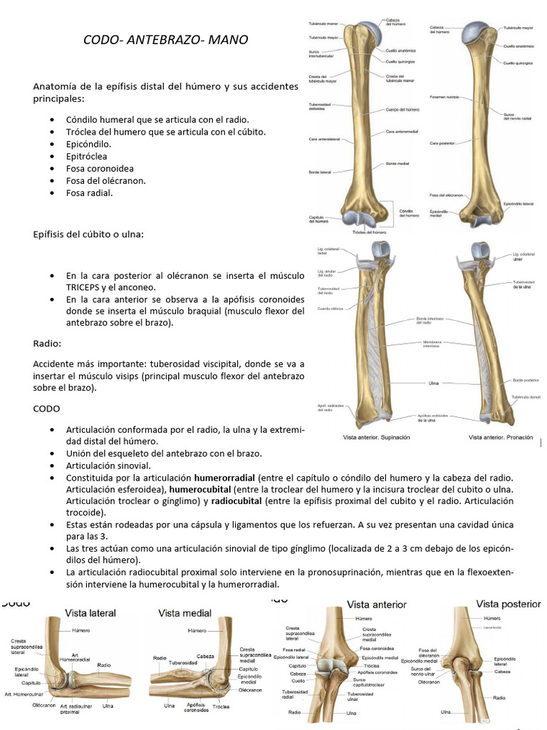 Codo, Antebrazo y Mano | PDF | Codo | Articulación