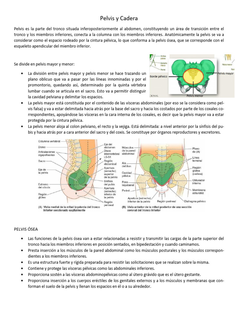Diferencias entre pelvis y cadera | PDF | Pelvis | Articulación