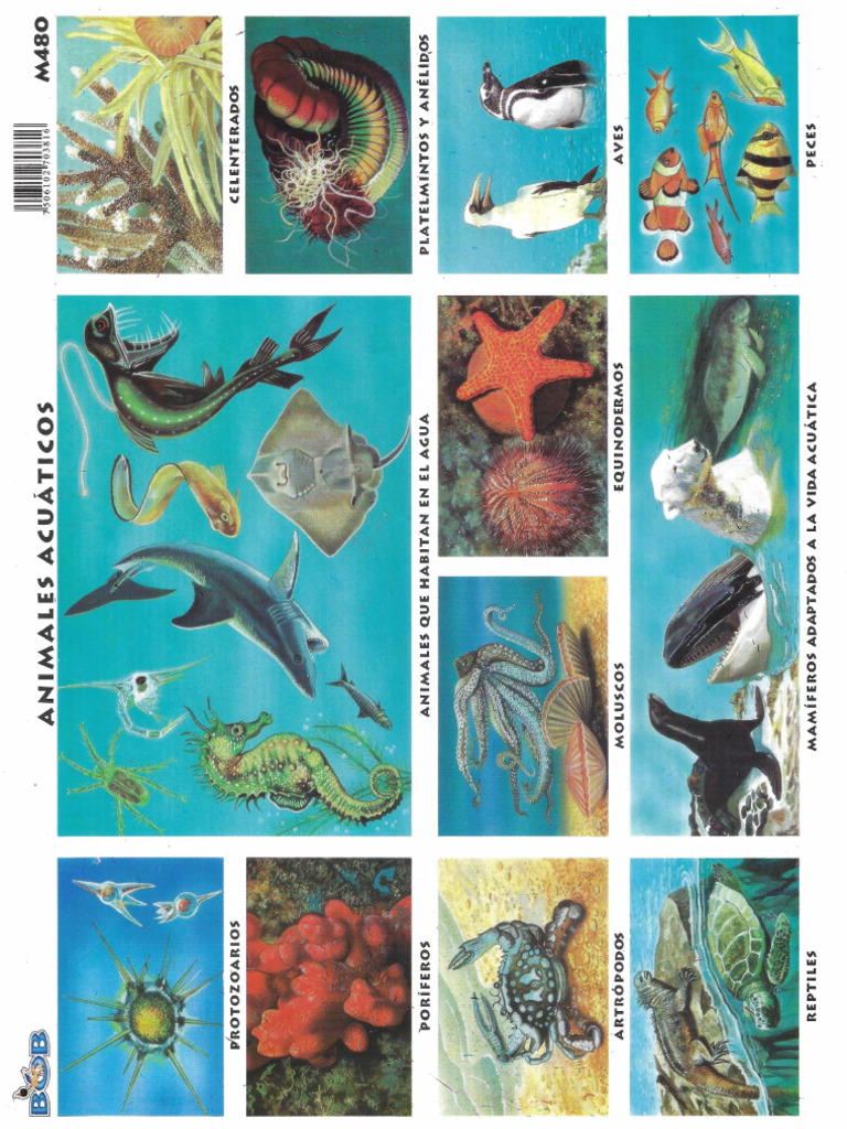 Lamina Animales Acuaticos | PDF