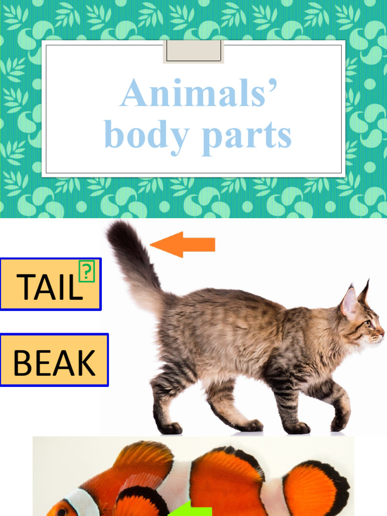 Animals' Body Parts | PDF