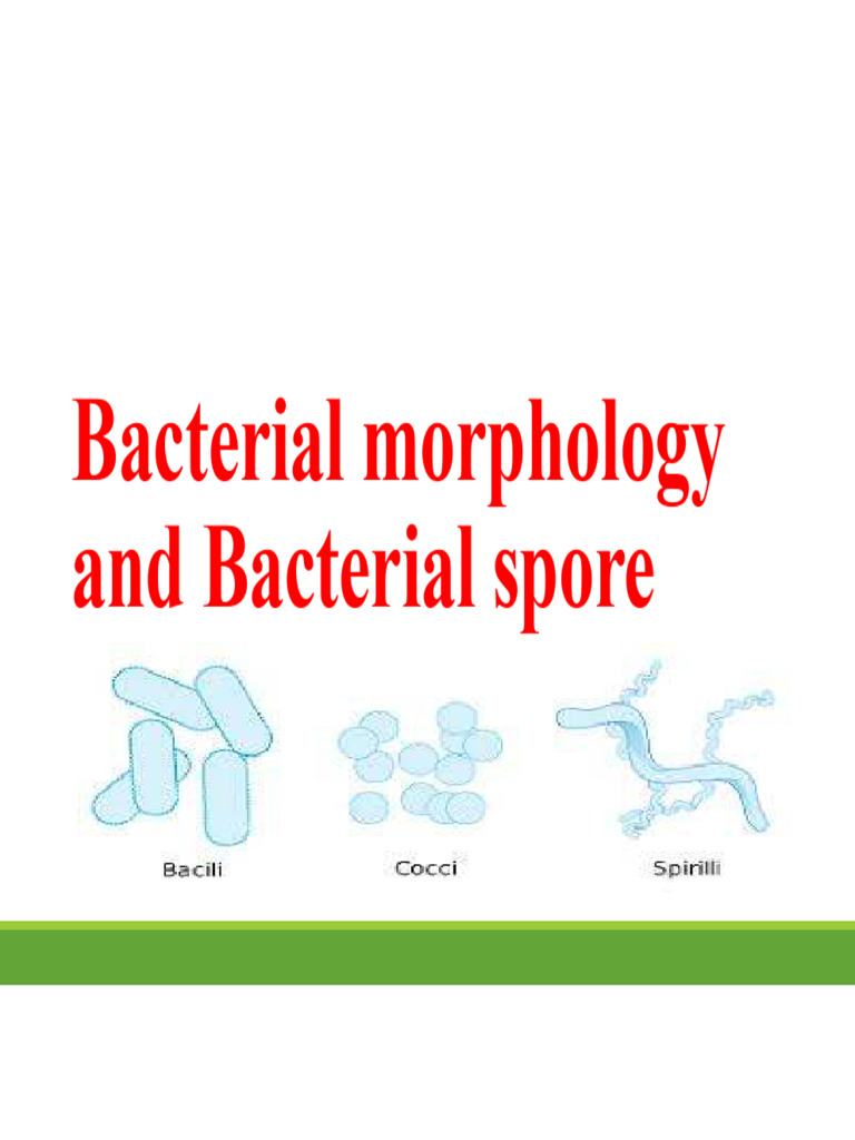 Bacteria Morphology | PDF | Bacteria | Cell (Biology)