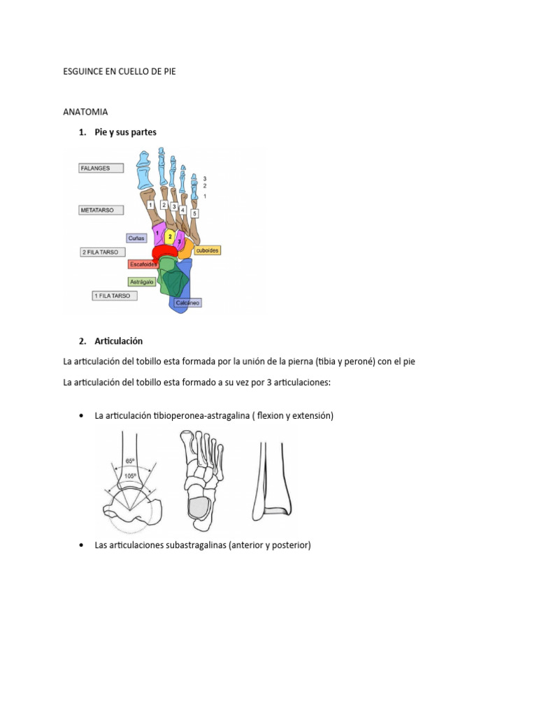 Esguince en Cuello de Pie | PDF | Tobillo | Sistema musculoesquelético