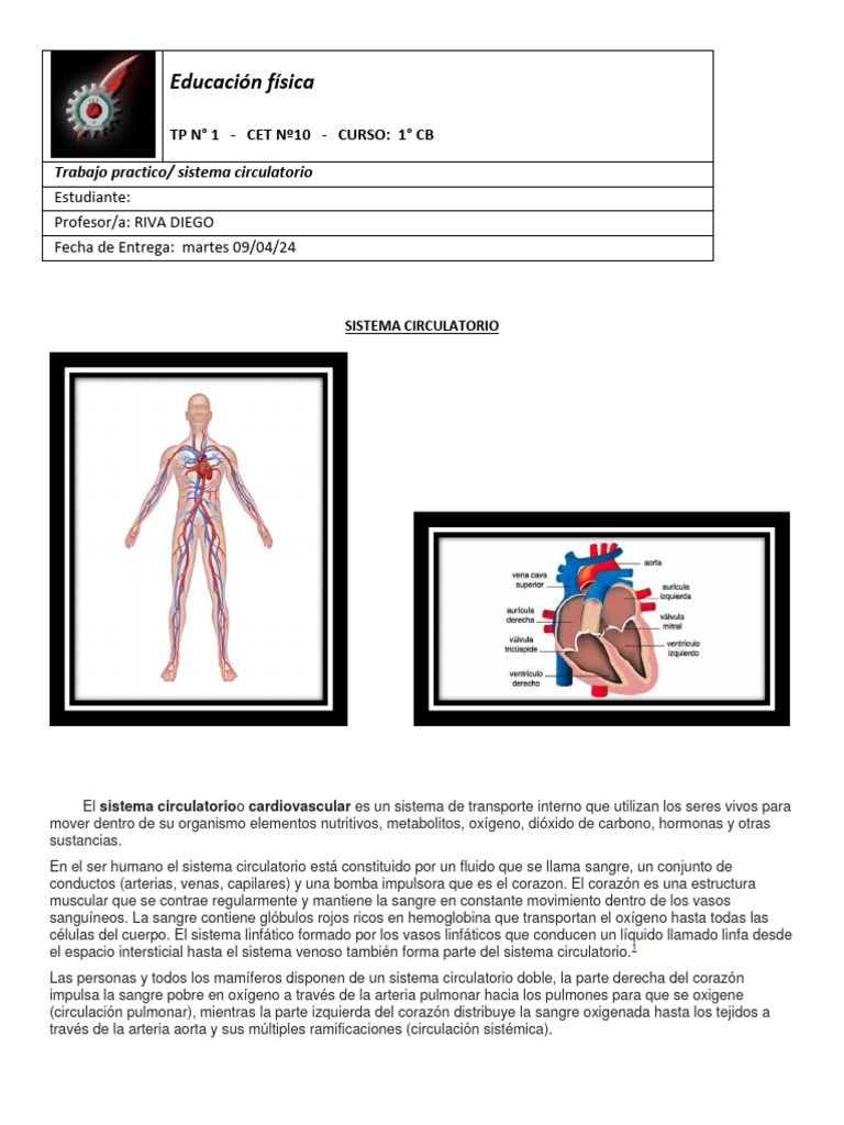 SISTEMA CIRCULATORIo TP1 | PDF | Sistema circulatorio | Corazón