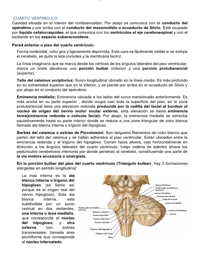 Cuarto Ventrículo | PDF | Cerebelo | Cerebro
