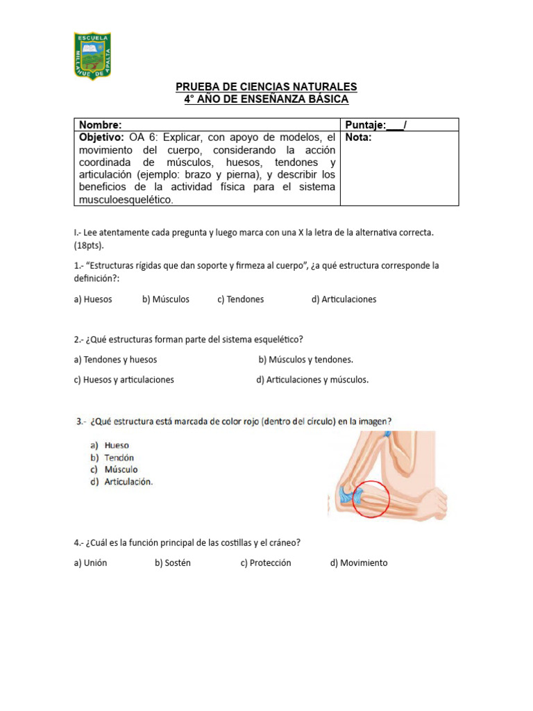 Prueba Sistema Esqueletico | PDF | Esqueleto | Hueso