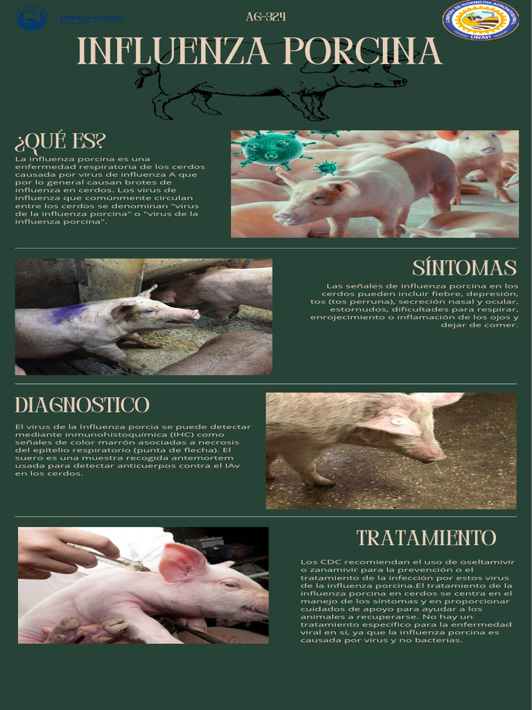 infografía enfermedades porcinas..... | PDF | Influenza | Influenza Porcina