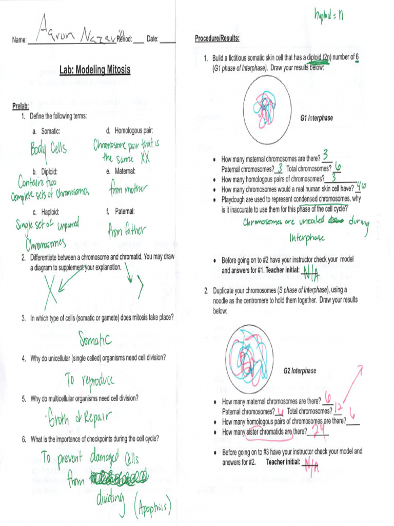 Modeling Mitosis | PDF