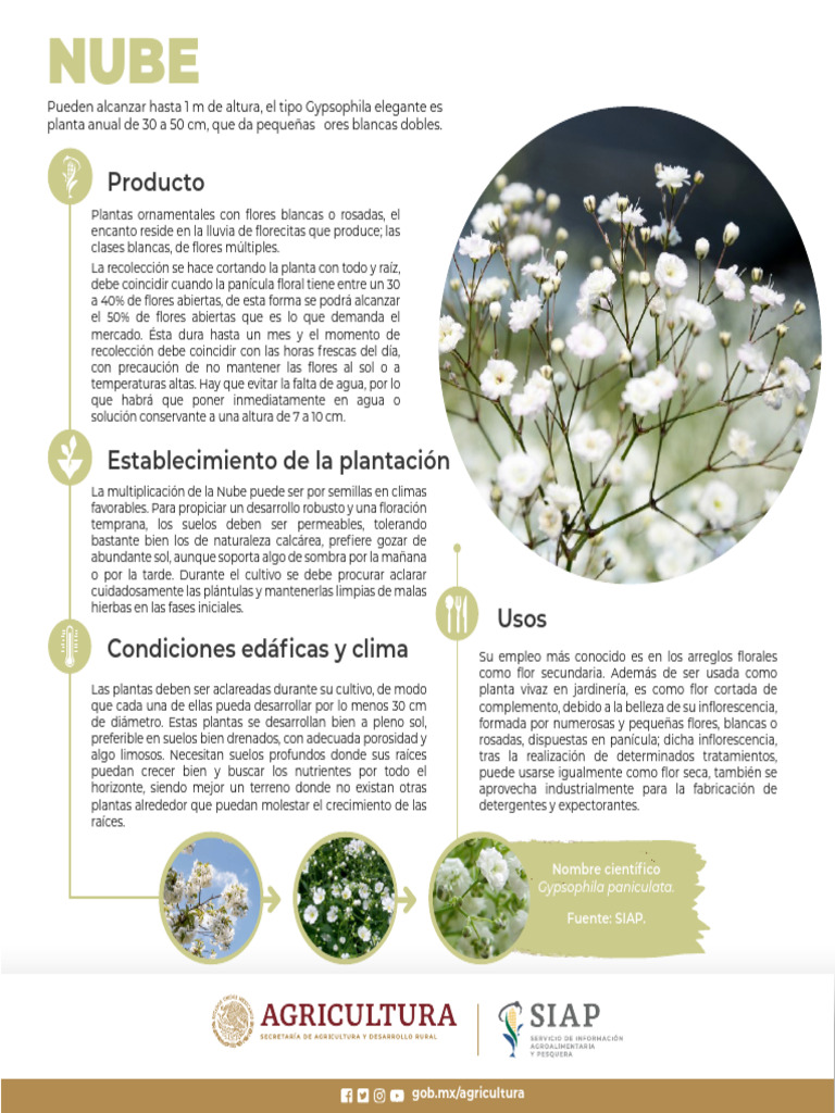 Nube | PDF | Flores | Plantas
