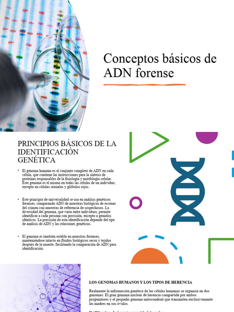 Conceptos Básicos de ADN Forense | PDF | Adn | Microsatélite
