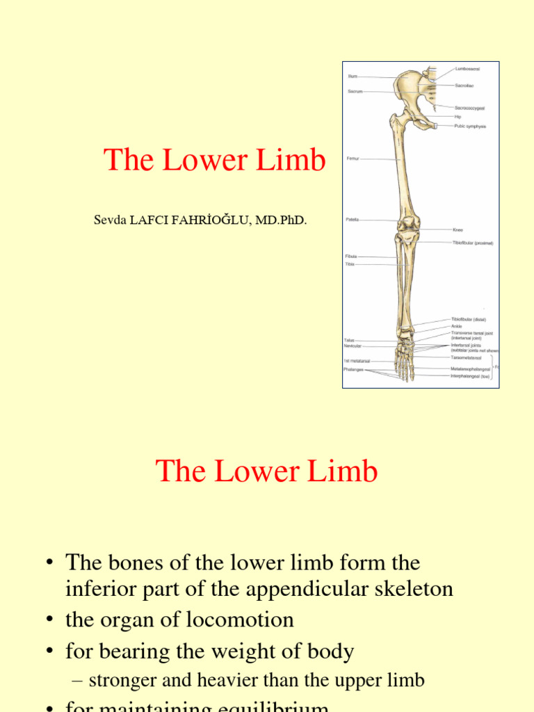 Bones of Lower Limb - 2015 - 3 | PDF | Human Leg | Hip
