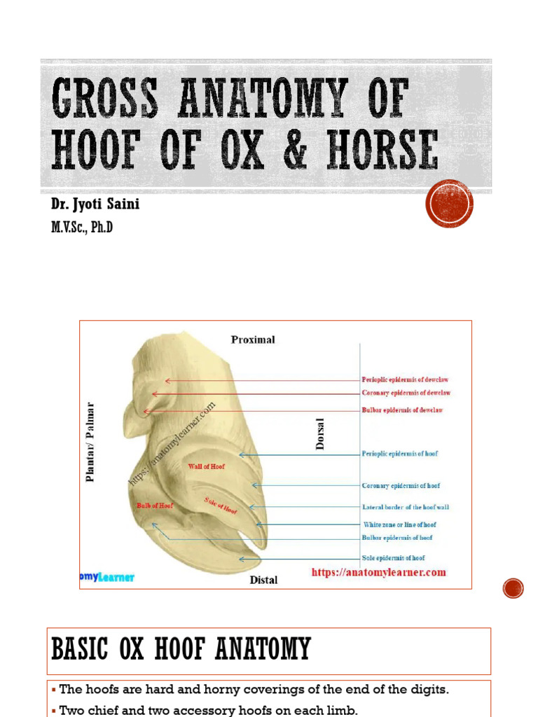 Hoof of Ox and Horse - 240601 - 193010 | PDF