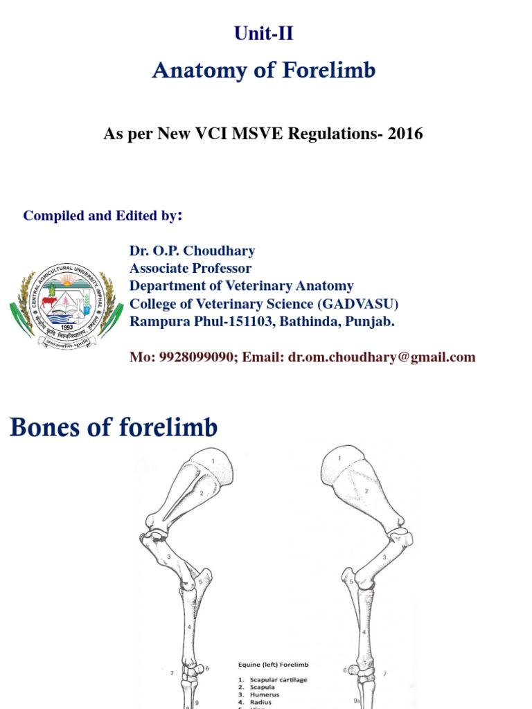 Anatomy of Forelimb 2023-2 - 240601 - 123537 | PDF | Elbow | Arm