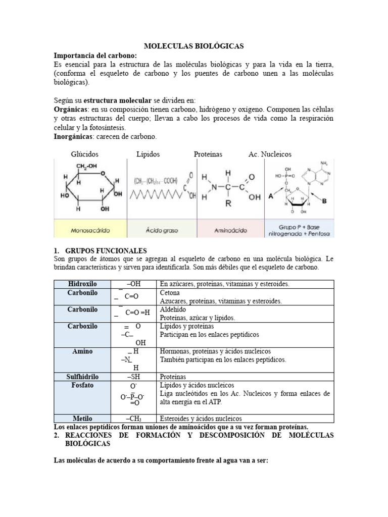 Estructura y Función de Moléculas Biológicas | PDF | Aminoácidos | Lípido