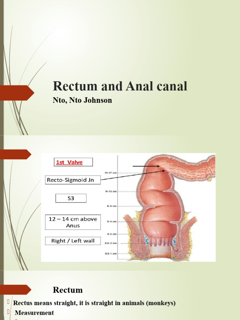 Rectum and Anal Canal (2).Pptx | PDF | Rectum | Vein