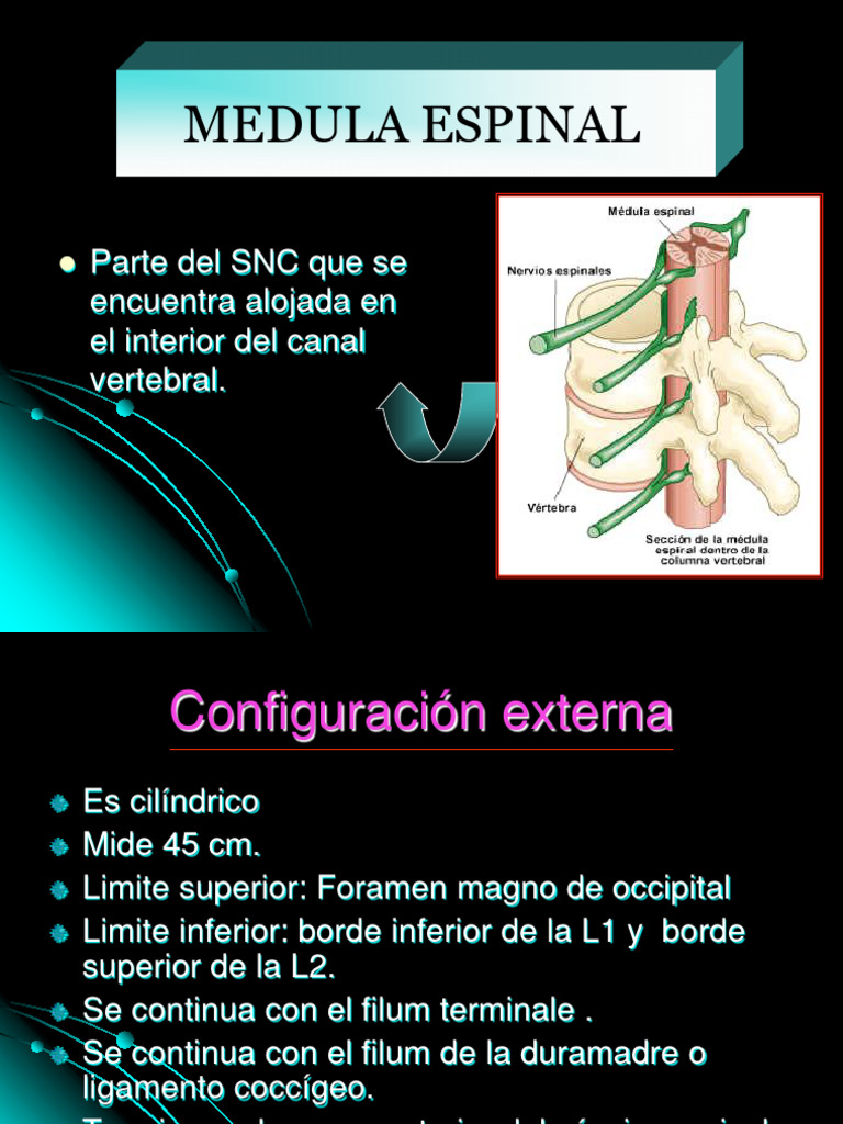 2-Medula Espinal | PDF | Médula espinal | Anatomía