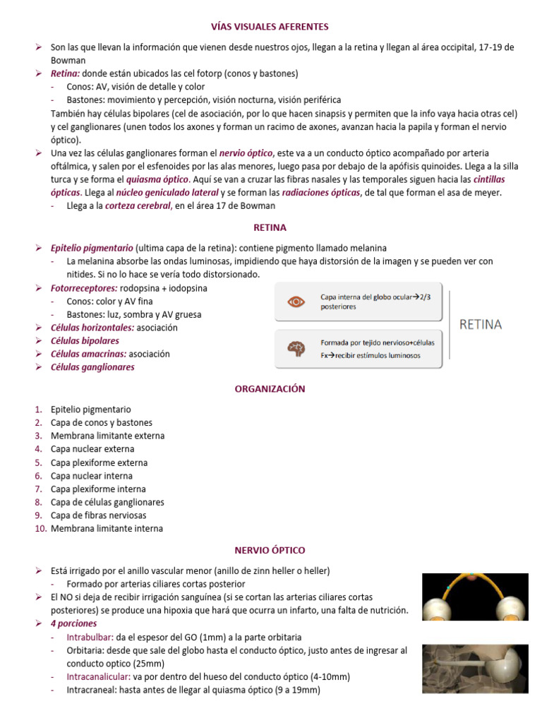 Clase 2 y 3 Vias Visuales Aferentes y Anatomia Sensorial y Motora de La ...