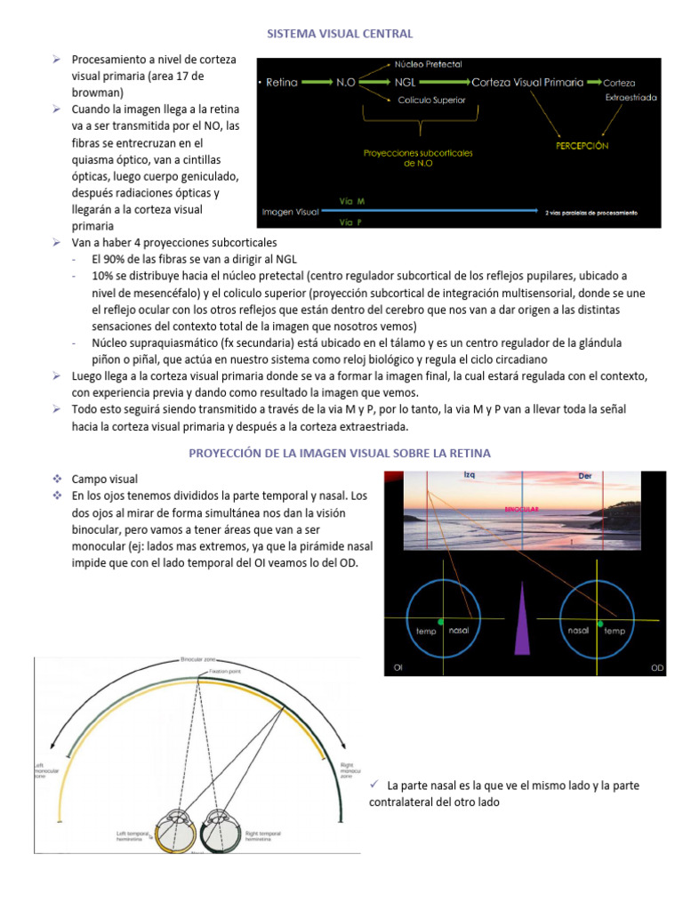 Clase 4, Sistema Visual Central | PDF | Percepción visual | Lóbulo ...