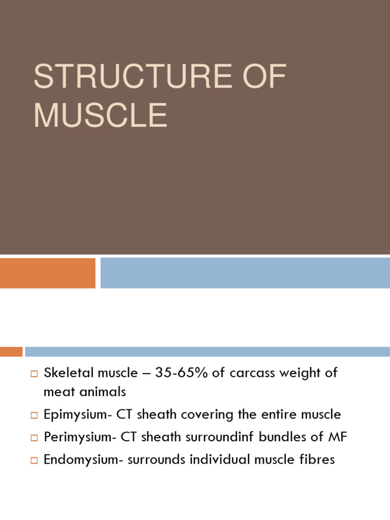 Muscle Strcuture | PDF | Collagen | Actin