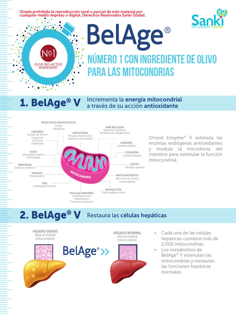 BelAge Kronoguia 2024 | PDF | Mitocondria | Inflamación