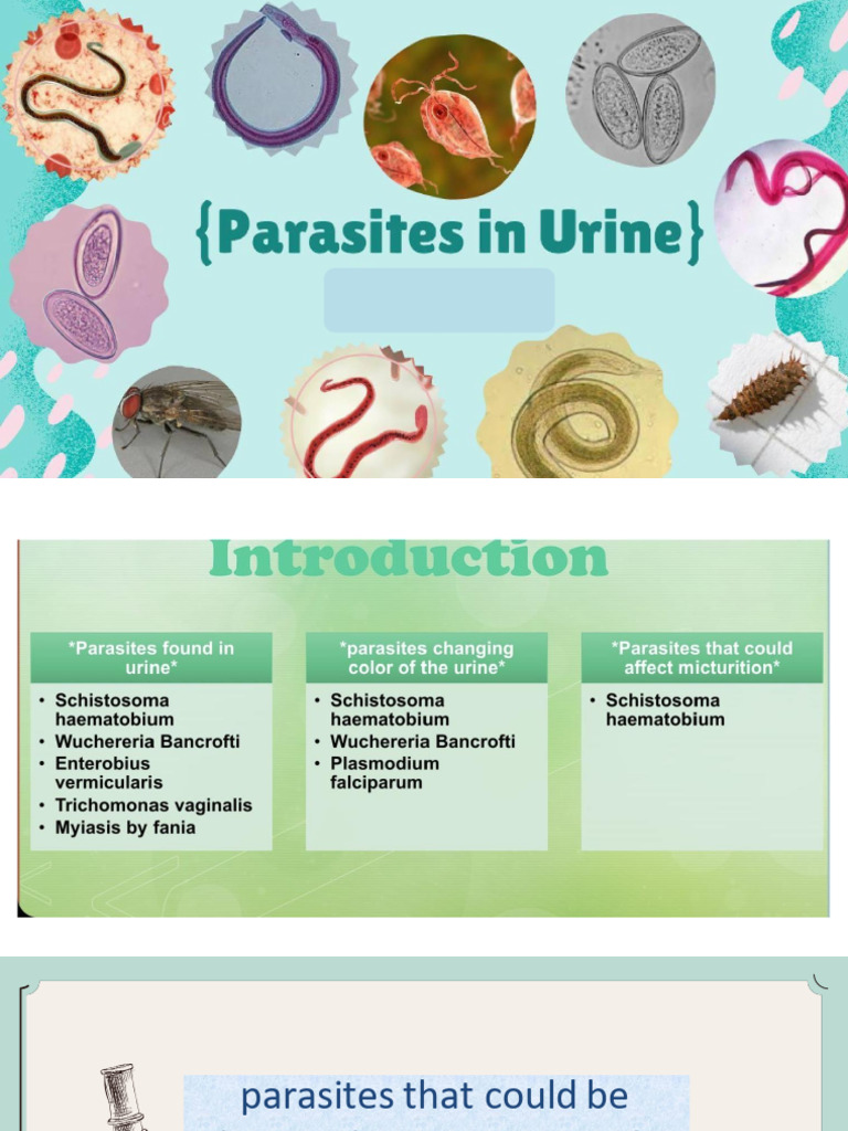 Parasites in Urine Final | PDF | Medical Specialties | Urology