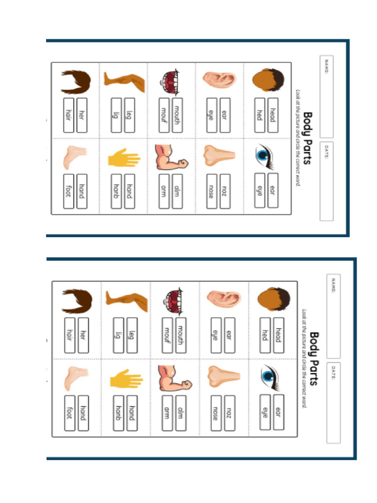 Worksheet Parts of Body | PDF