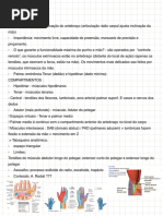 11 - Região Poplítea | PDF | Joelho | Anatomia humana
