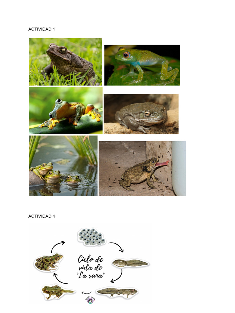 Copia de Actividades - Ranas y Sapos | PDF