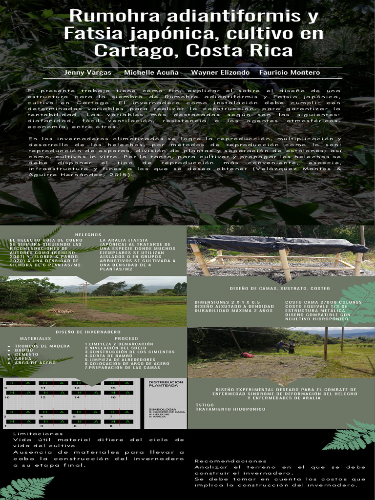 Infografía Rumohra Adiantiformis y Fatsia Japónica, Cultivo en Cartago ...