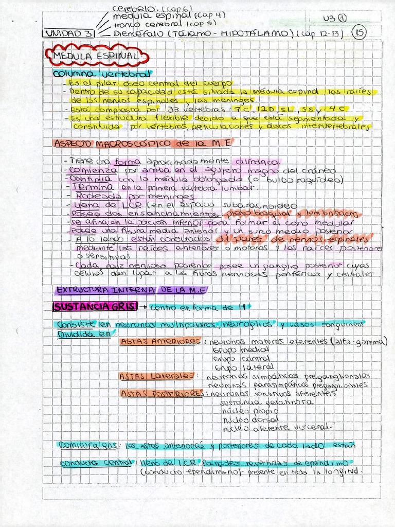 Anatomo Unidad 3 | PDF