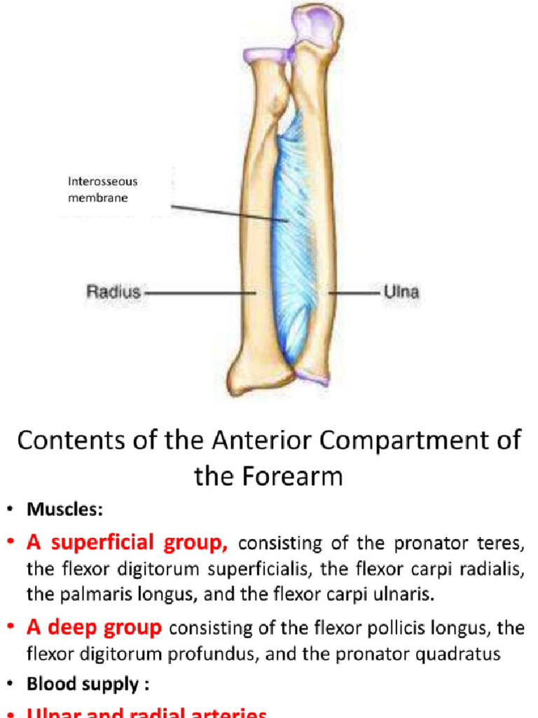 Flexors of Forearm | PDF