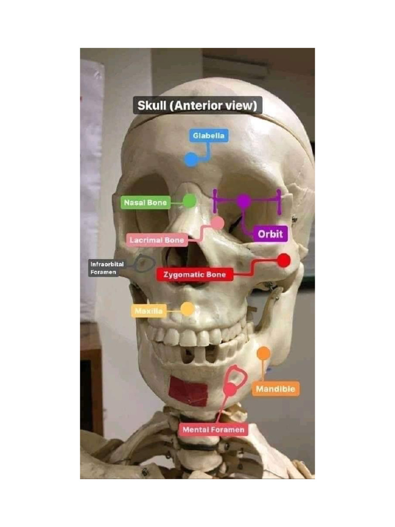 Bones With Landmarks | PDF