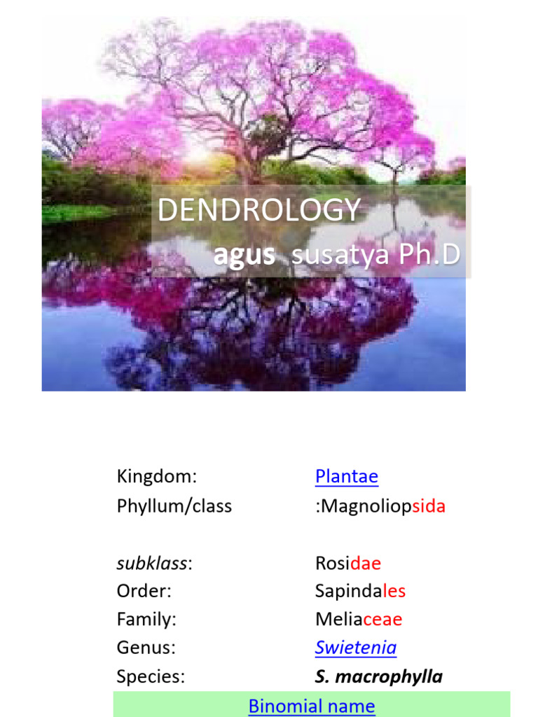 Character Dendro 20211 | PDF | Leaf | Trees