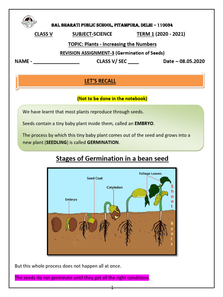 Class 5 Science: Seed Germination | PDF | Seed | Germination