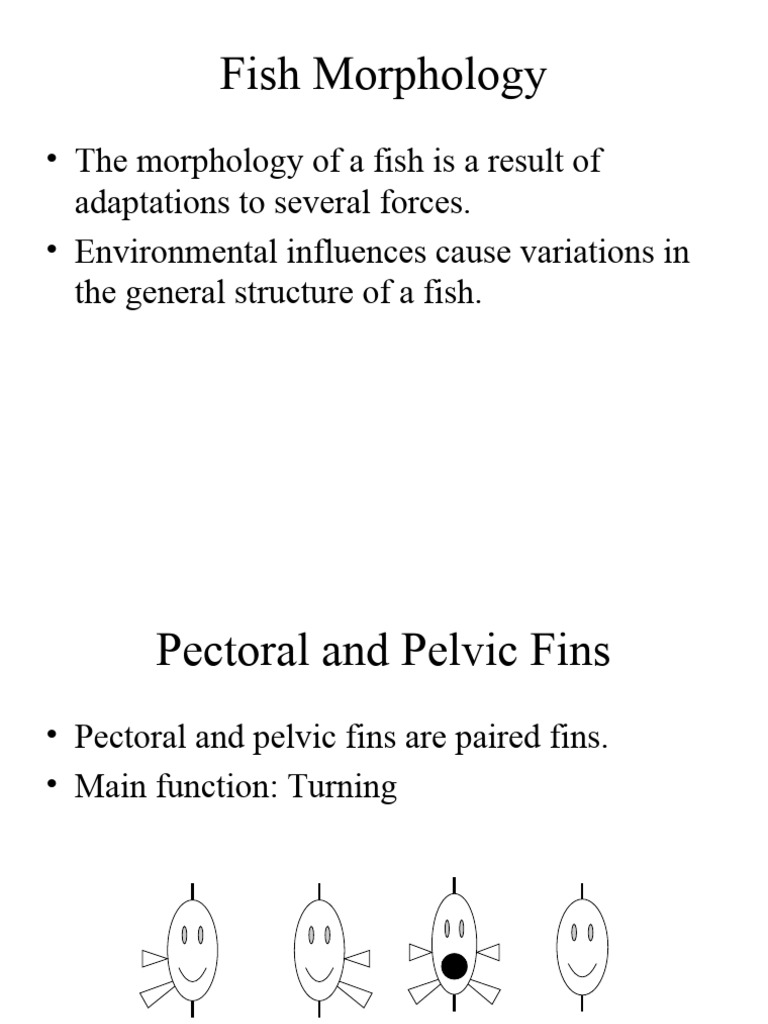 Fish Morphology | PDF | Drag (Physics) | Fish