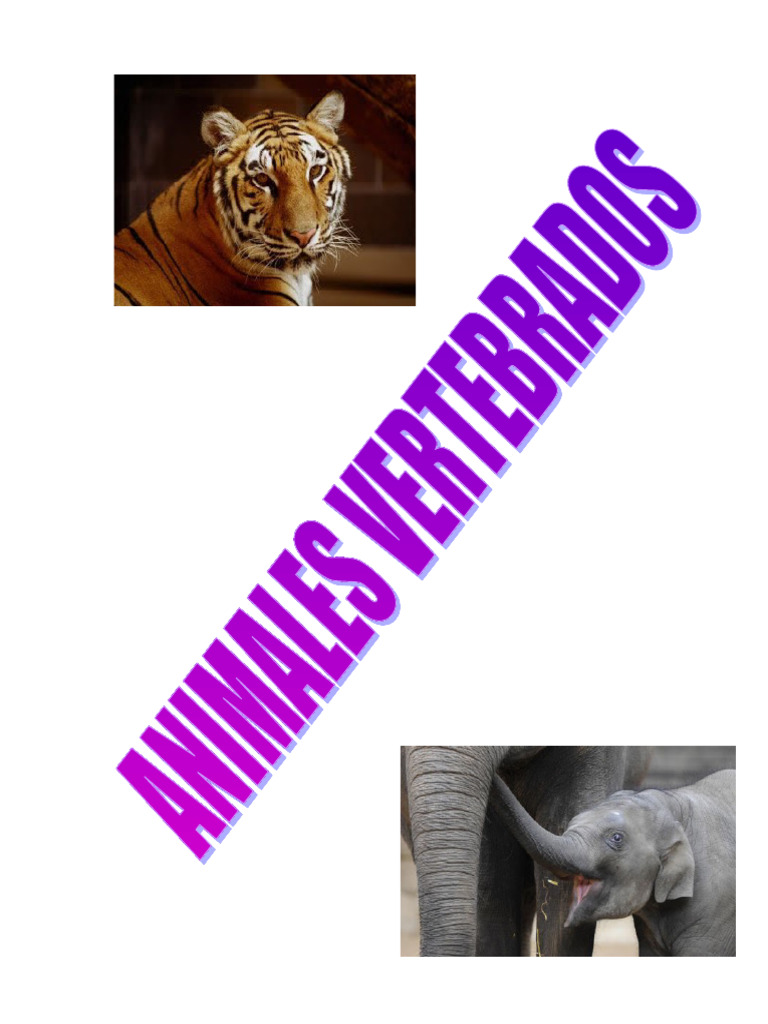 Animales Vertebrados e Invertebrados | PDF | Anfibio | Vertebrados