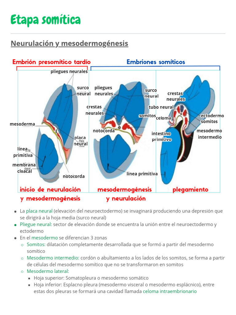 Desarrollo embrionario: neurulación y mesodermo | PDF | Sistema ...