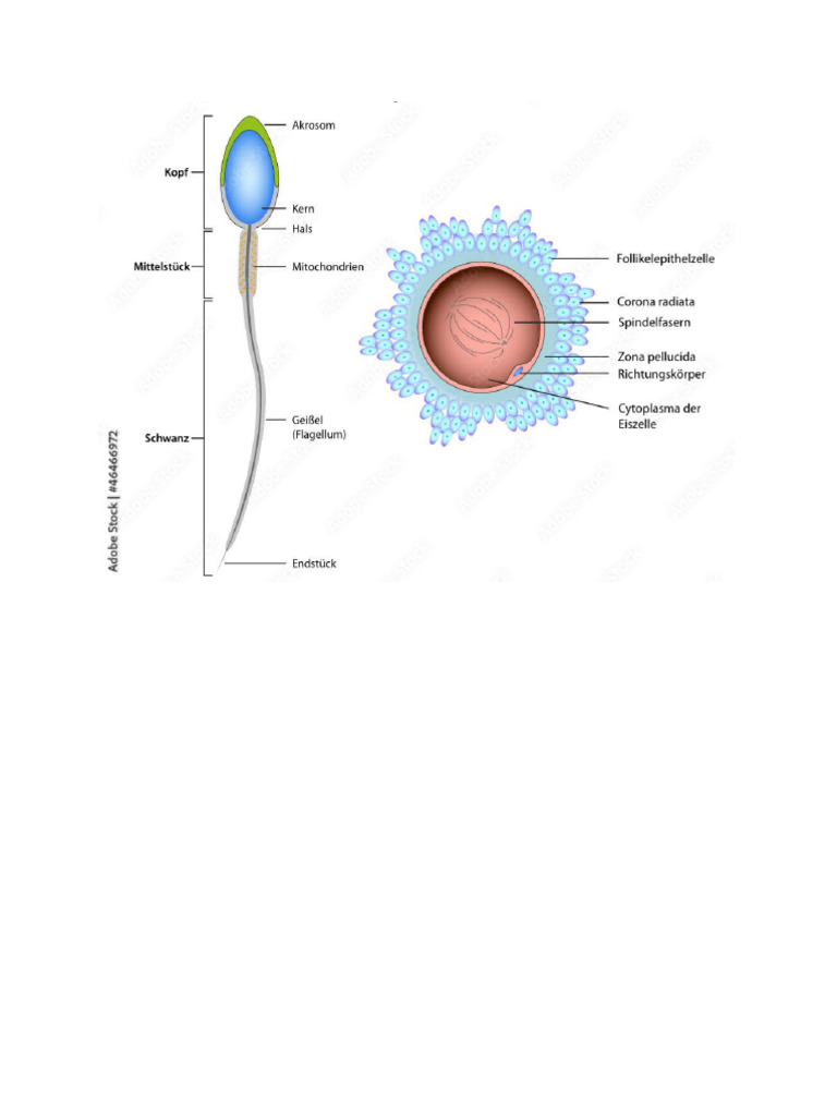 Dev Bio Lab | PDF