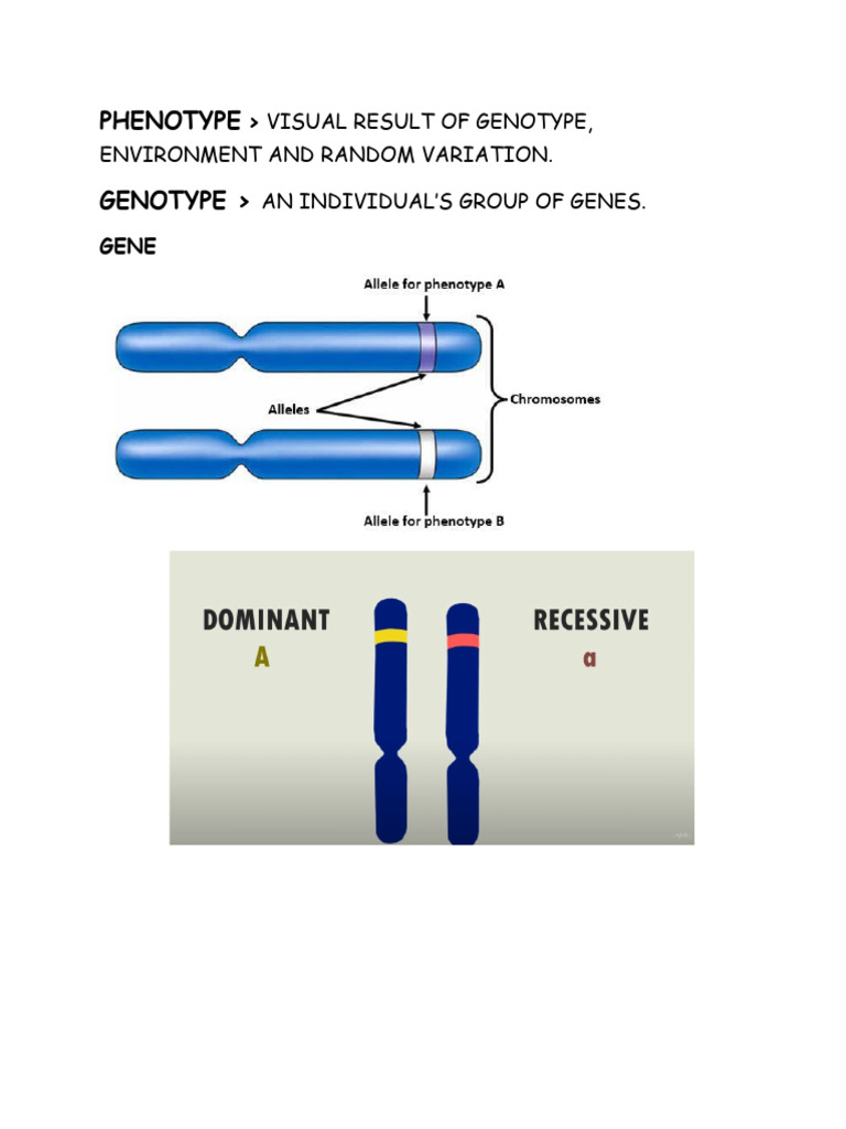 Leopard Gecko 101 | PDF