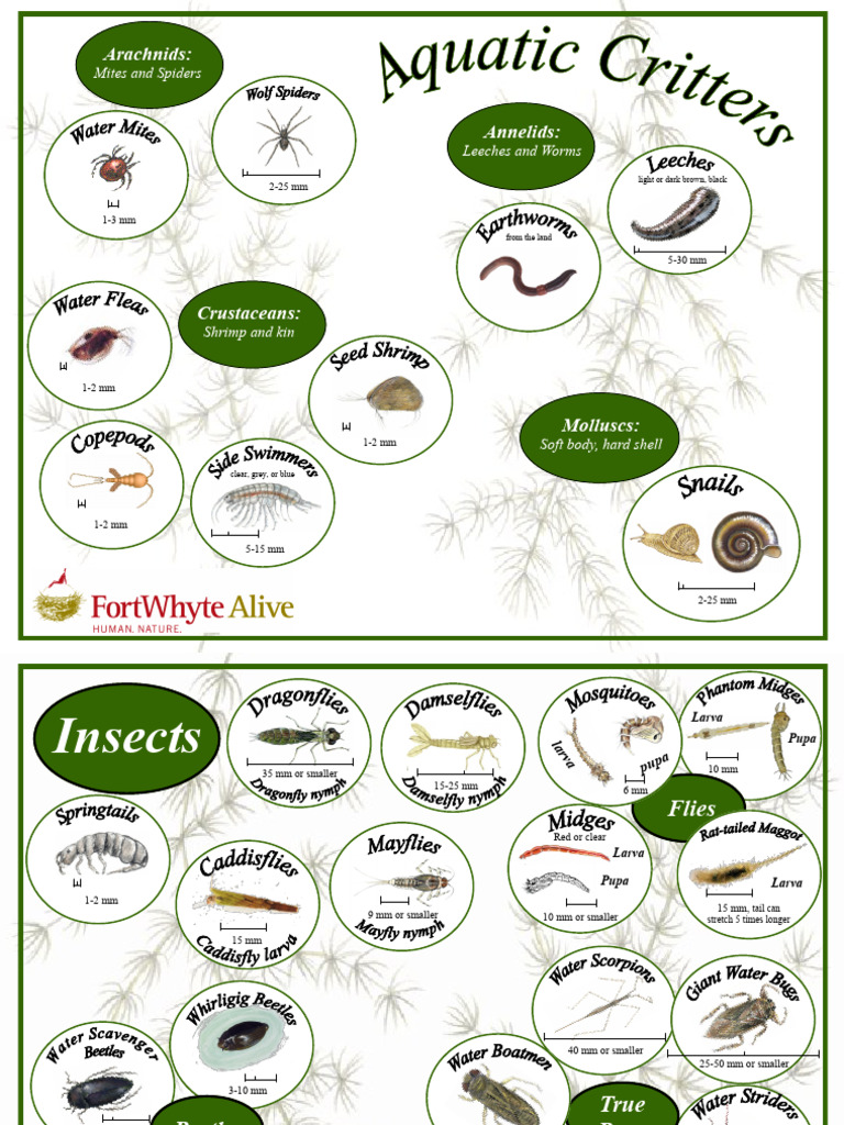 Invertebrate Key Fall 10 | PDF | Insects | Arthropods