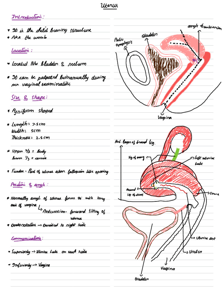 Uterus | PDF | Uterus | Pelvis