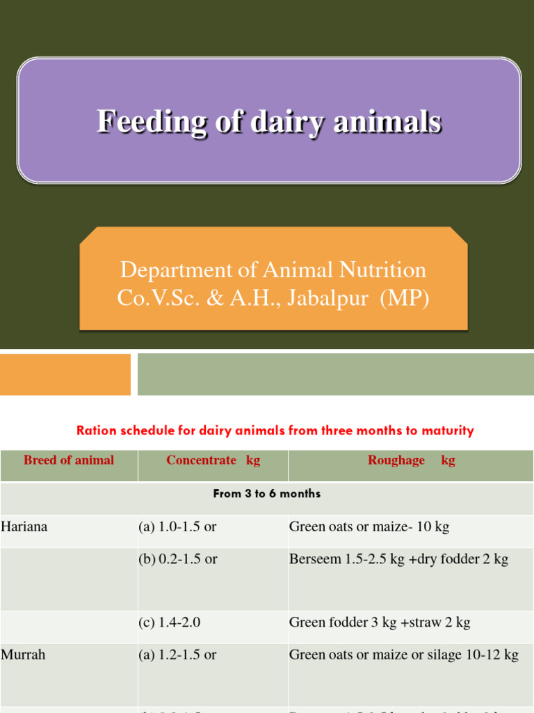 Dairy Cattle Feeding Pdf Cattle Milk
