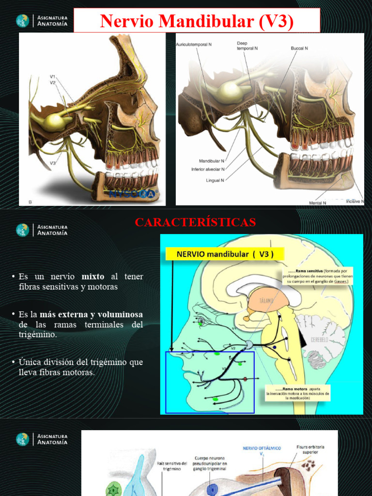 Inervación del Nervio Mandibular V3 | PDF | Anatomía | Anatomía humana