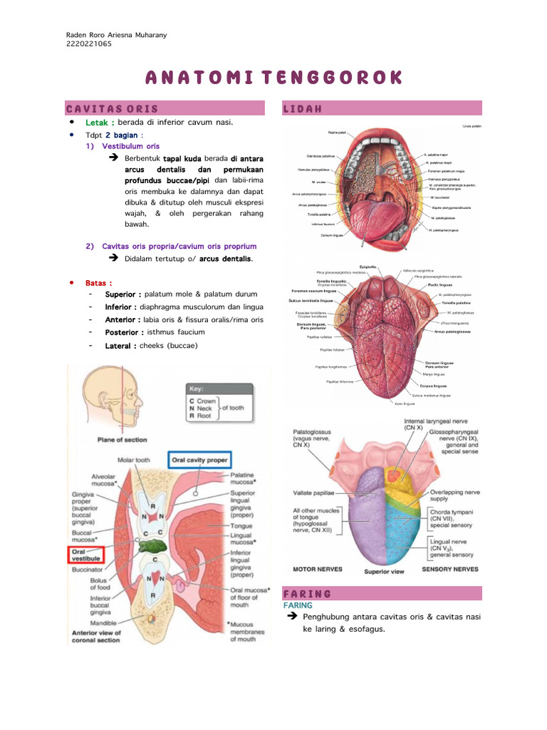 (Anatomi Tenggorok) - Catatan THT-2-8 | PDF | Kesehatan Holistik