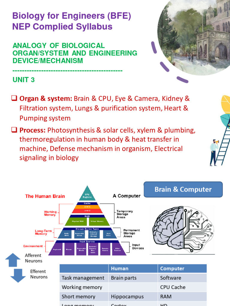 Unit 3 Presentation | Download Free PDF | Immune System | Innate Immune ...