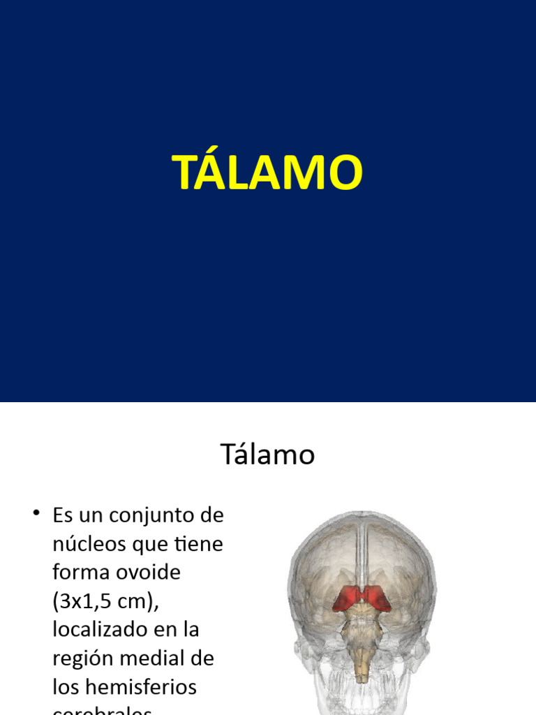 Anatomía y Funciones del Tálamo | PDF | Tálamo | Cerebro