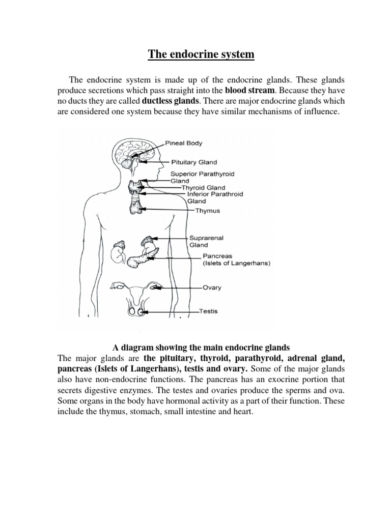 The Endocrine System | PDF | Endocrine System | Thyroid