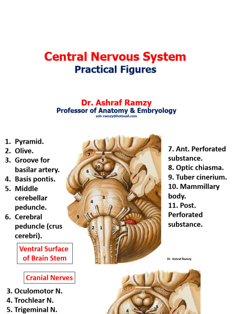 CNS Practical | PDF | Brainstem | Corpus Callosum