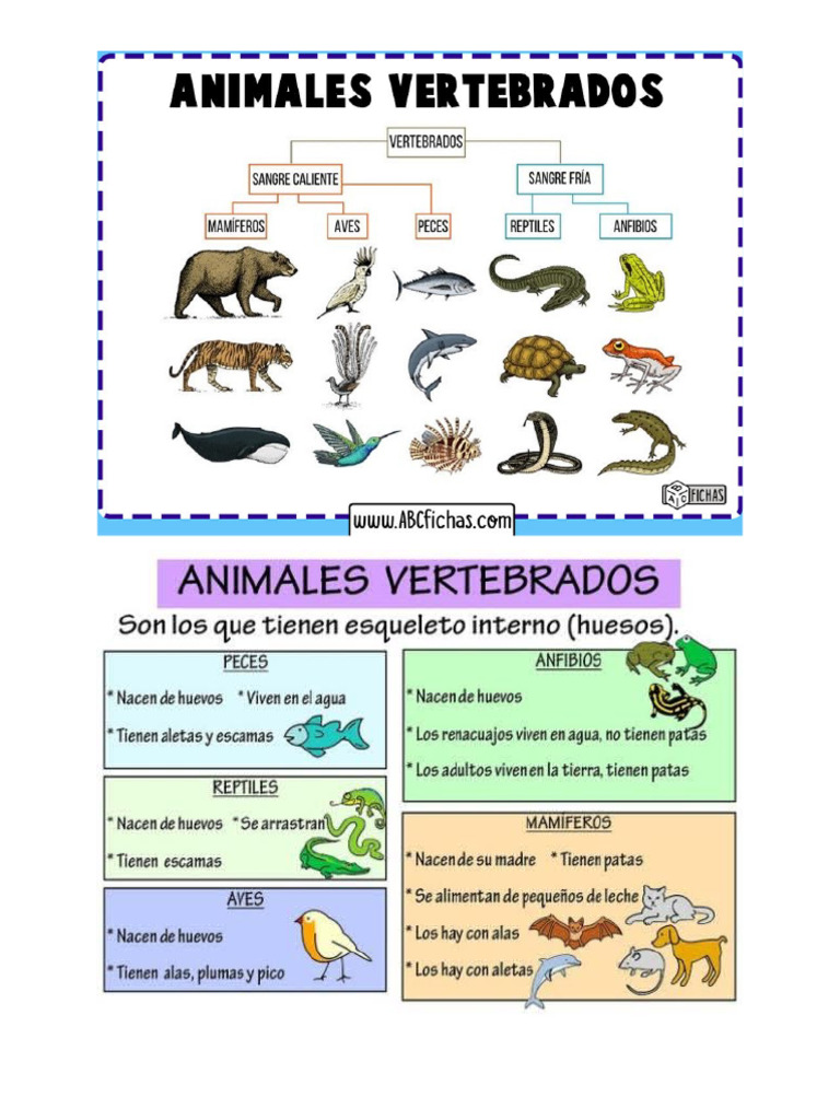 Animales Vertebrados | PDF
