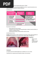 Diagnóstico y Tratamiento de Streptococcus pyogenes | PDF | Penicilina ...